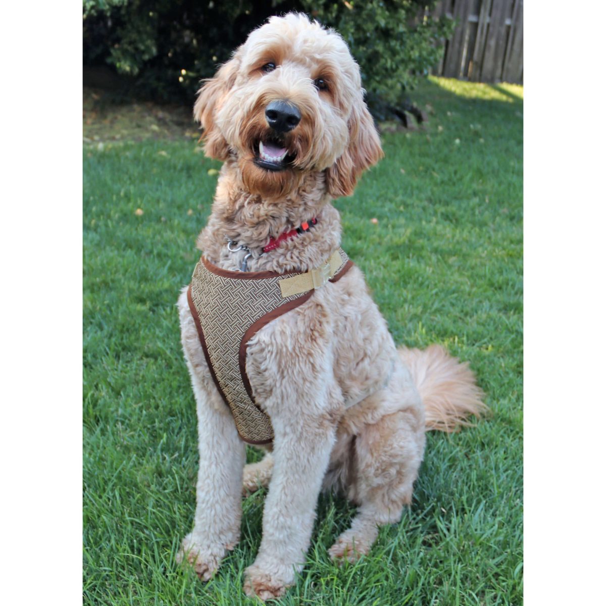 Simplicity Sewing Pattern S9664 Dog Harness and Leash with Trim Options ...